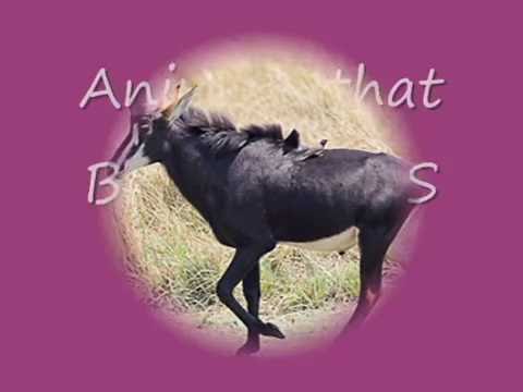 Animals that Begin with S