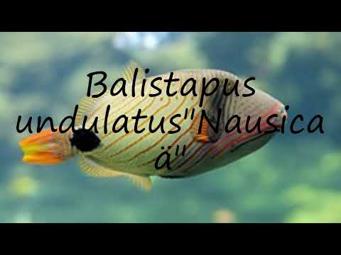 How to pronounce Balistapus undulatus"Nausicaä" in English?