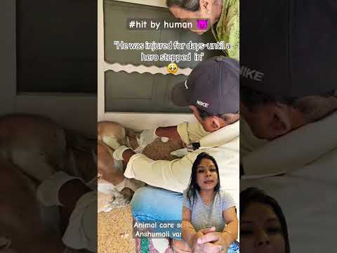 "Watch this day's incredible transformation from pain to hope!"🥹 #animallovers#pet rescue