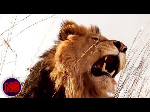 Family's Safari Vacation Takes Deadly Turn | Prey (HD Scene)