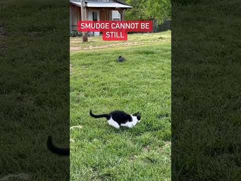 Smudge is the loosest of looney #catsofshorts #funnycats #freddybear #smudgethecat #looneytunes #fyp