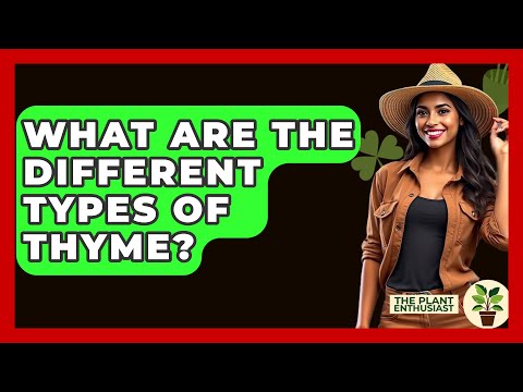 What Are The Different Types Of Thyme? - The Plant Enthusiast