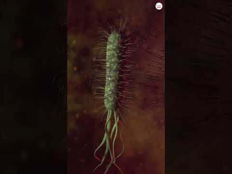 What Is a Species and Why It Is Not a Perfect Metric for Classifying Organisms?