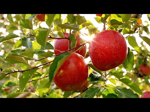 Near Our Stores Apples from Fowler Farms