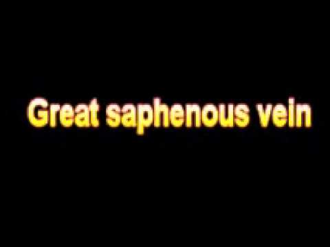 What Is The Definition Of Great saphenous vein - Medical Dictionary Free Online Terms