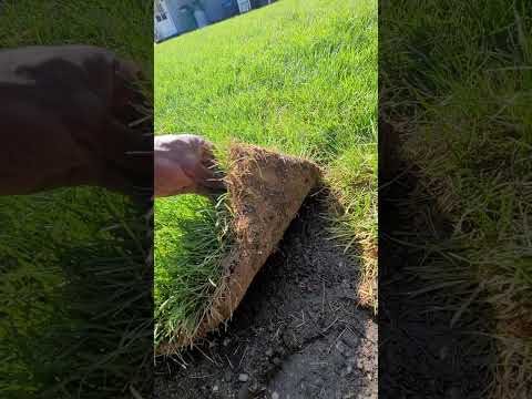 Watch New Sod Grass Thrive: The Magic of Growth! 🌱 #Shorts