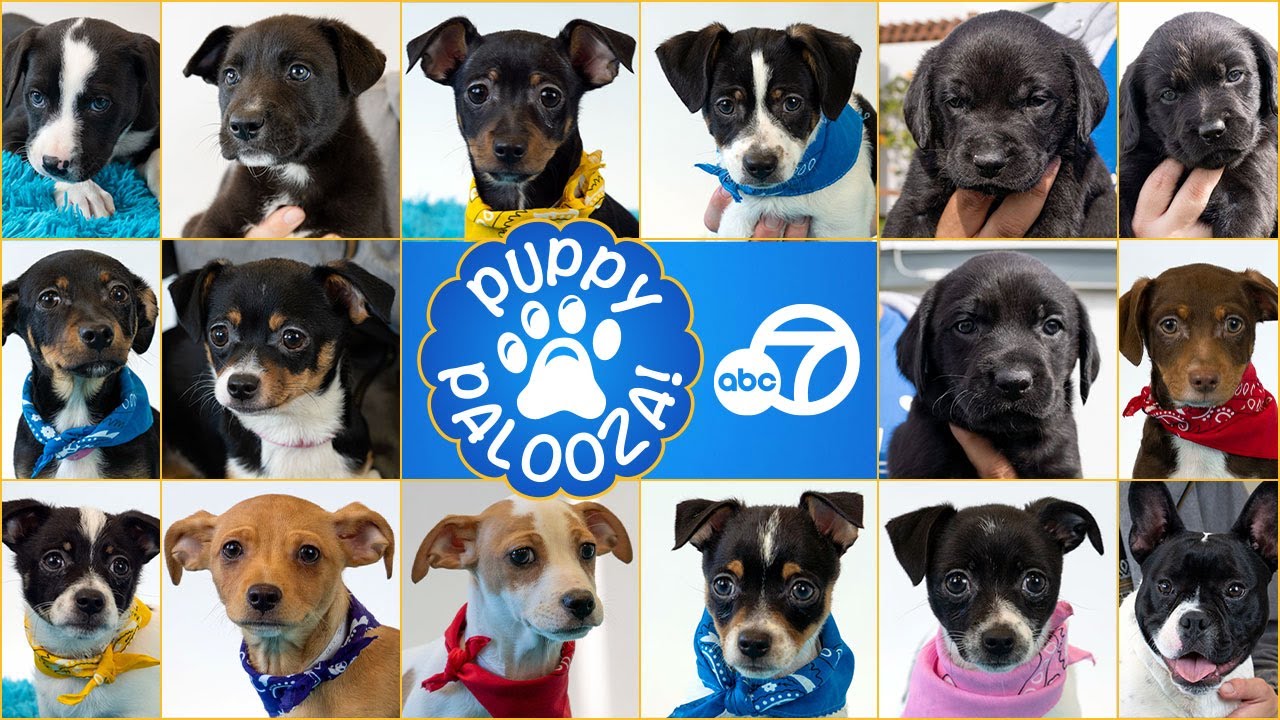 Adopt a pup for National Puppy Day!