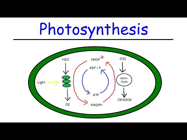Understanding Photosynthesis: The Light Dependent Reactions and the ...