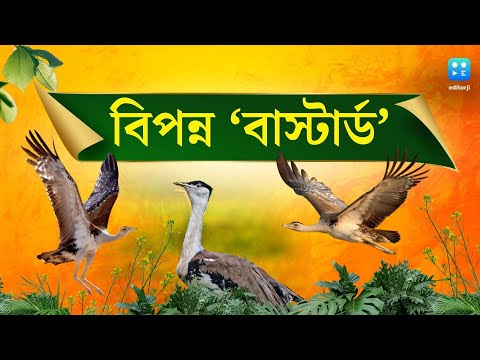 Great Indian Bustard : বেঁচে আছে মাত্র ১৫০, জন্ম নিল এই বিপন্ন প্রজাতির নয়া সদস্য