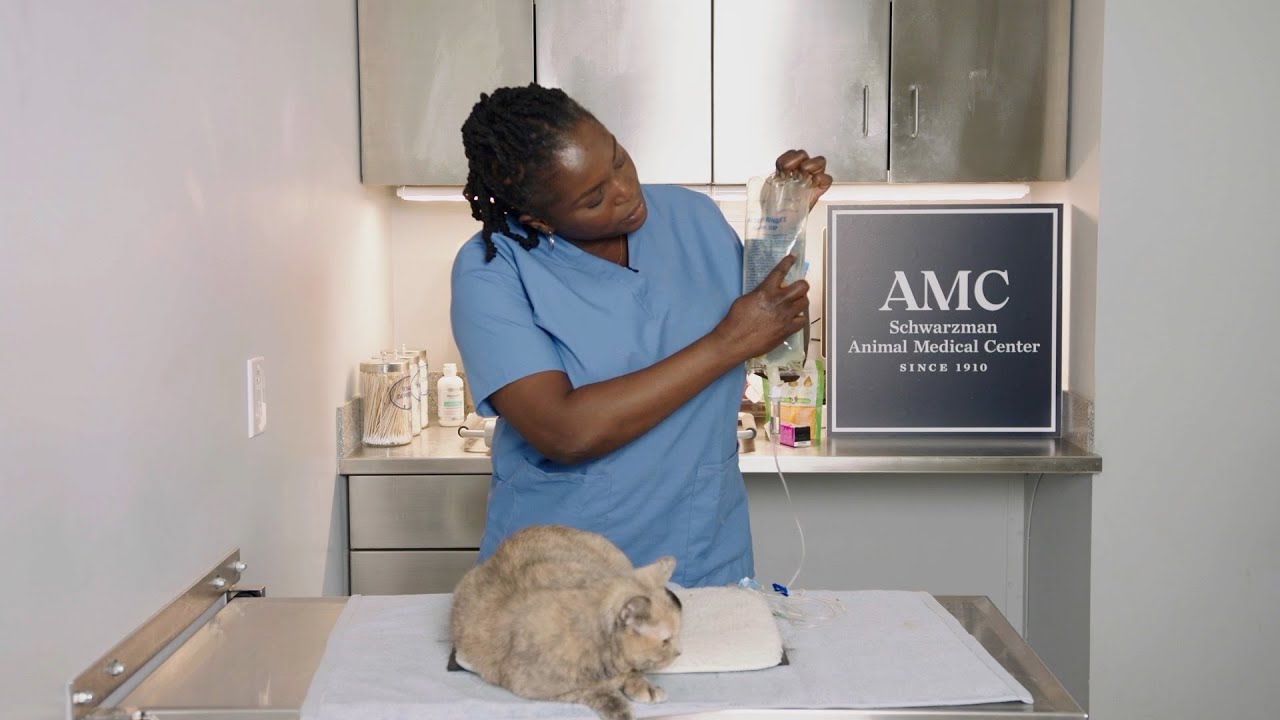 How to Administer Subcutaneous (SQ) Fluids to Your Pet