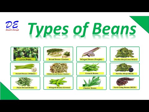Types of Beans | Different types of Beans | Types of Beans in English | Green Vegetables |