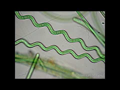 Spirulina – Mikrosvijet