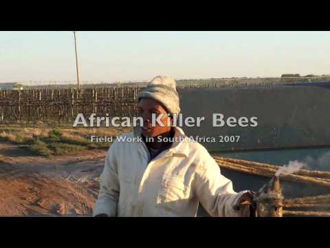 African Killer Bee Trip