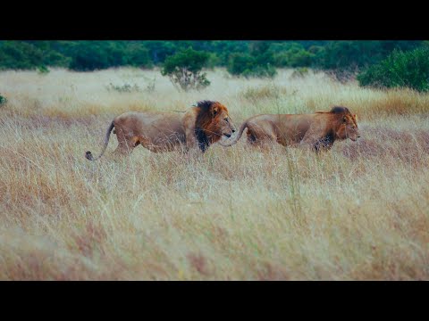 The Lions of the Manyeleti | A Full Update