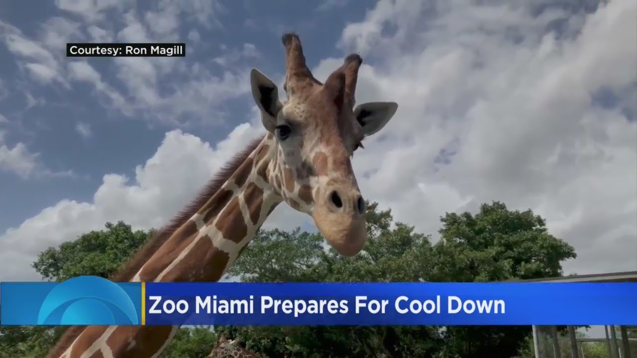 What Do The Animals At Zoo Miami Do When It's Cold?