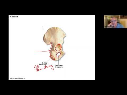 Osteology Lower Extremity PPT