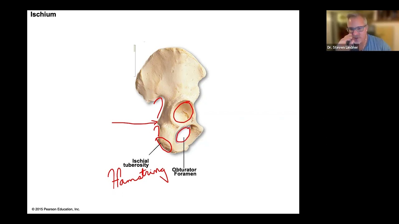 Osteology Lower Extremity PPT