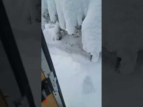 Excited Dog Sees Snow for the First Time