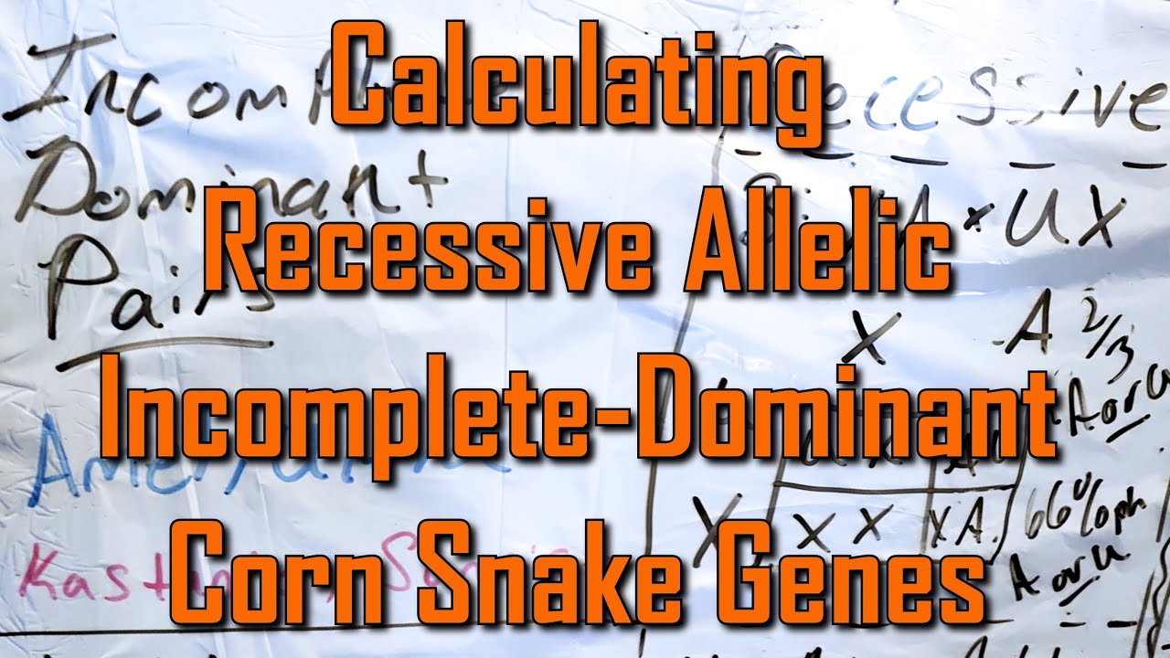 Ultramel Genetic calculator, please help! - Corn Snakes - MorphMarket ... Ultramel Genetic calculator, please help! - Corn Snakes - MorphMarket ...