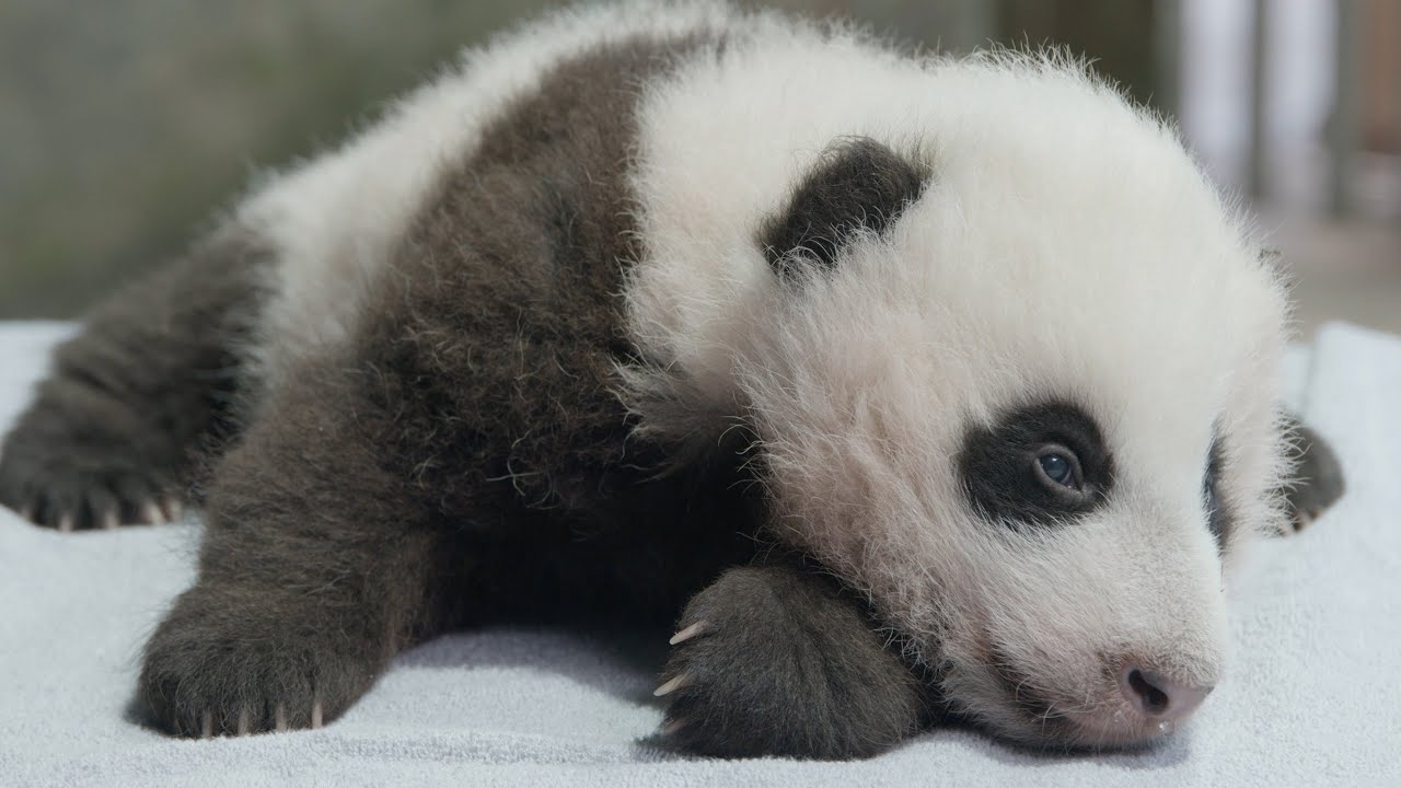 Keeper Connections: Xiao Qi Ji