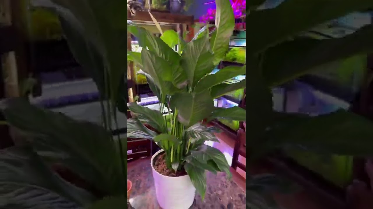 Peace Lily Plant Care in 2 Steps