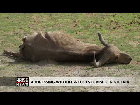 ADDRESSING WILDLIFE & FOREST CRIMES IN NIGERIA