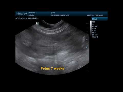Ultrasound canine fetus development