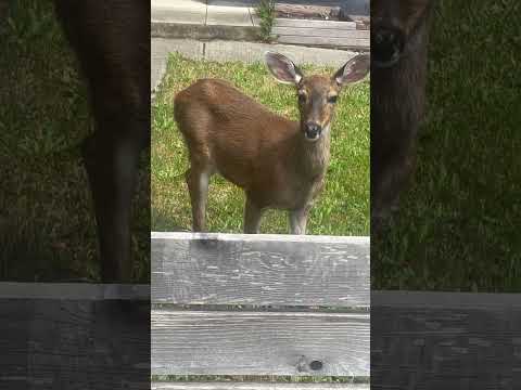Another Conversation With A Deer Friend… they understand go, so avoid saying it in your chatting…