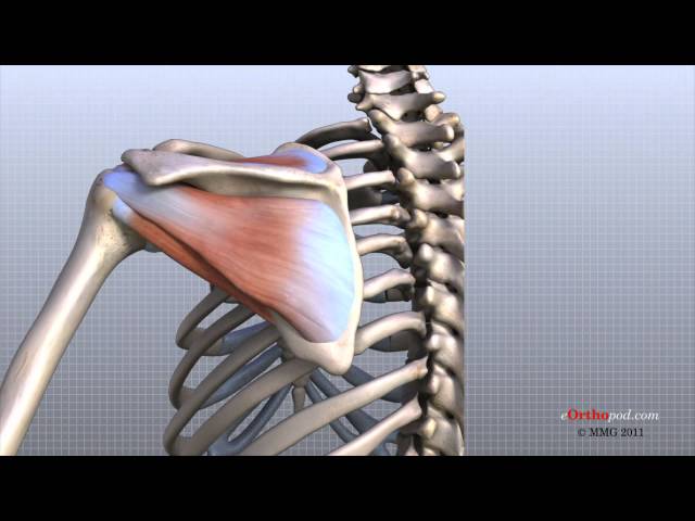 Understanding Shoulder Anatomy: A Comprehensive Guide to the Most ...