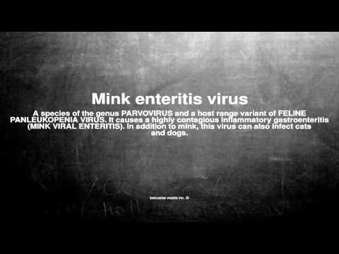Medical vocabulary: What does Mink enteritis virus mean