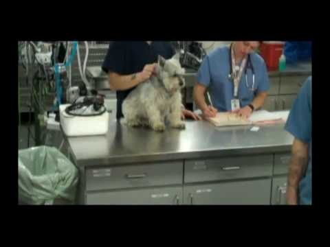 All For Animals #12: Preventing Pet Poisoning