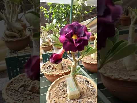 How do you keep a desert rose blooming? | Blooming Double Petaled Desert Roses