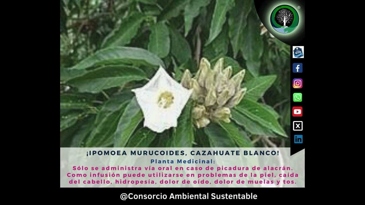 IPOMOEA MURUCOIDES, CAZAHUATE