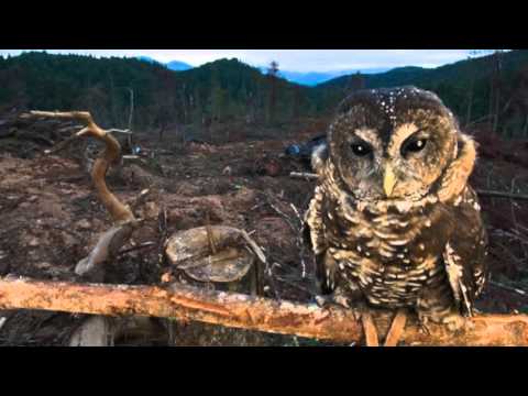 Shrinking Habitat
