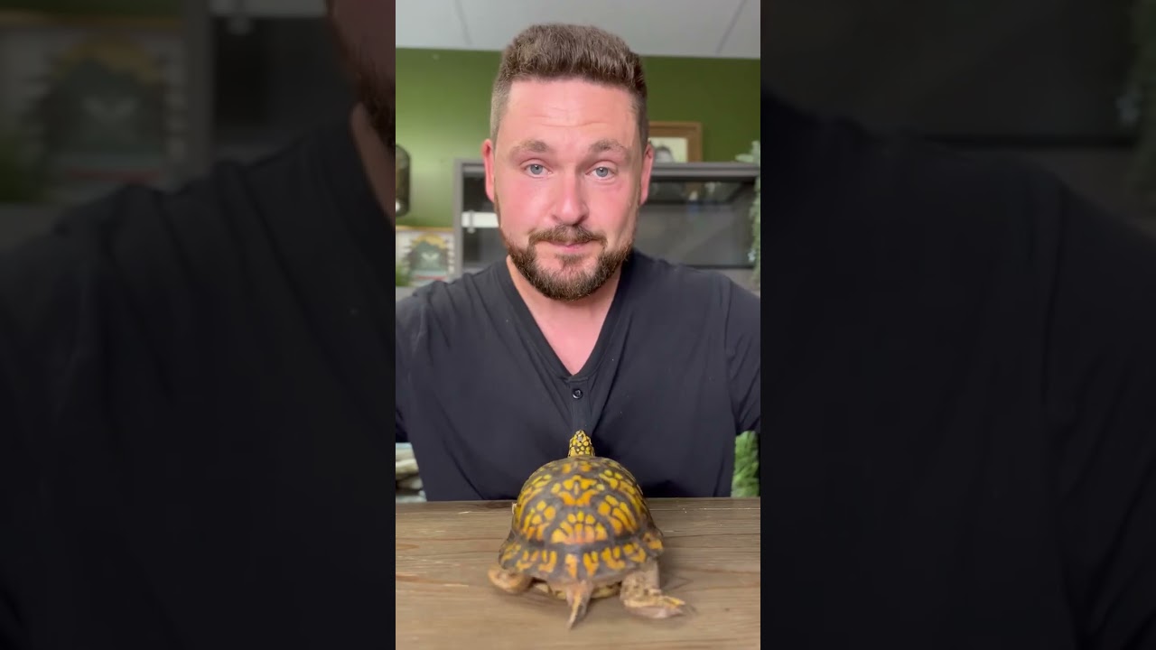 World’s Most Personable Turtle! #shorts