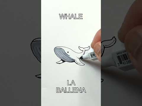 Learn Spanish! ¡Aprenda Inglés! WHALE : BALLENA #drawing #foreignlanguage #spanish #ingles