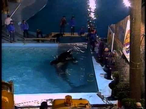 Frontline: A Whale Of A Business – The Earthist Chronicles