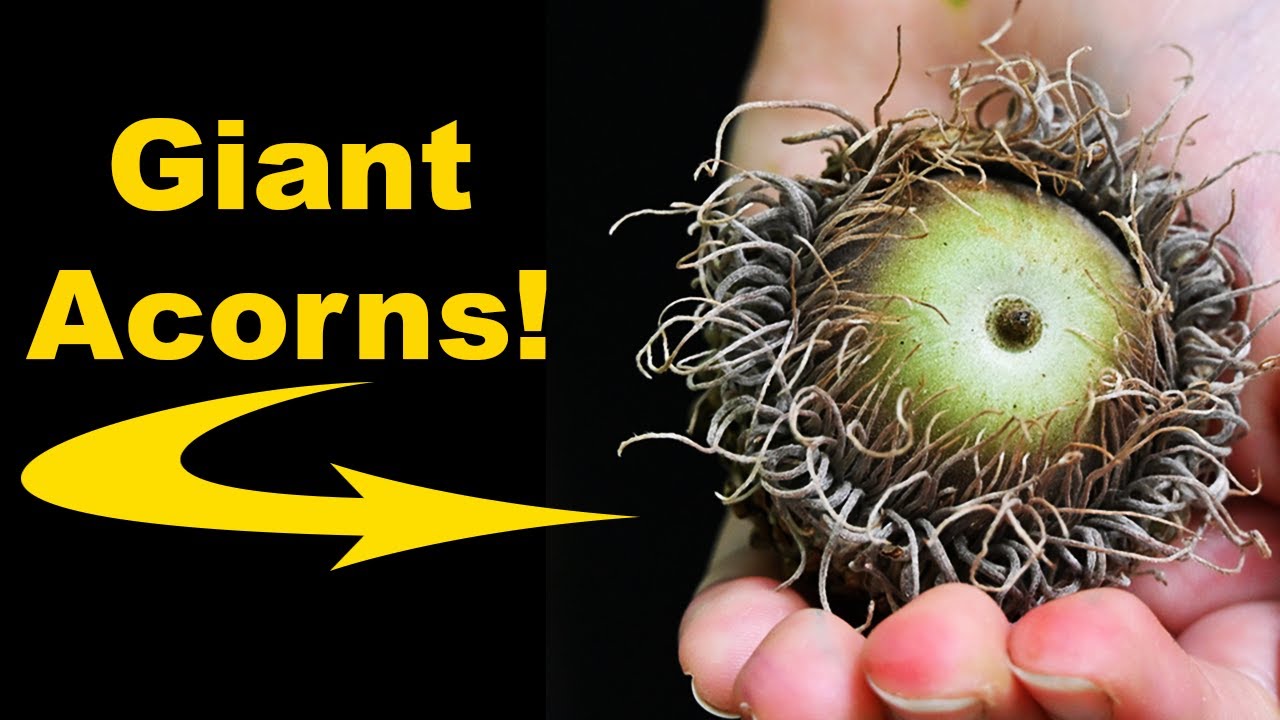 Become a Bur Oak Master Identifier In Less Than 6 Minutes!