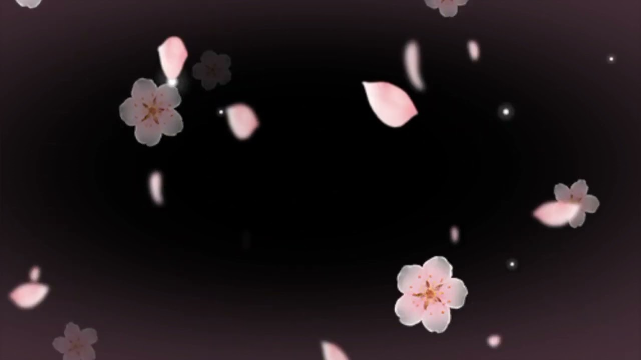 BACKGROUND FALLING PETALS/CHERRY BLOSSOM FALLING/FREE VIDEO
