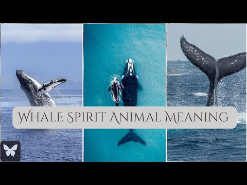 Whale Spirit Animal Symbol & Meaning Its presence may mean