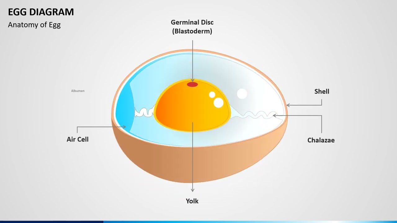Egg Diagram Animated PowerPoint Template