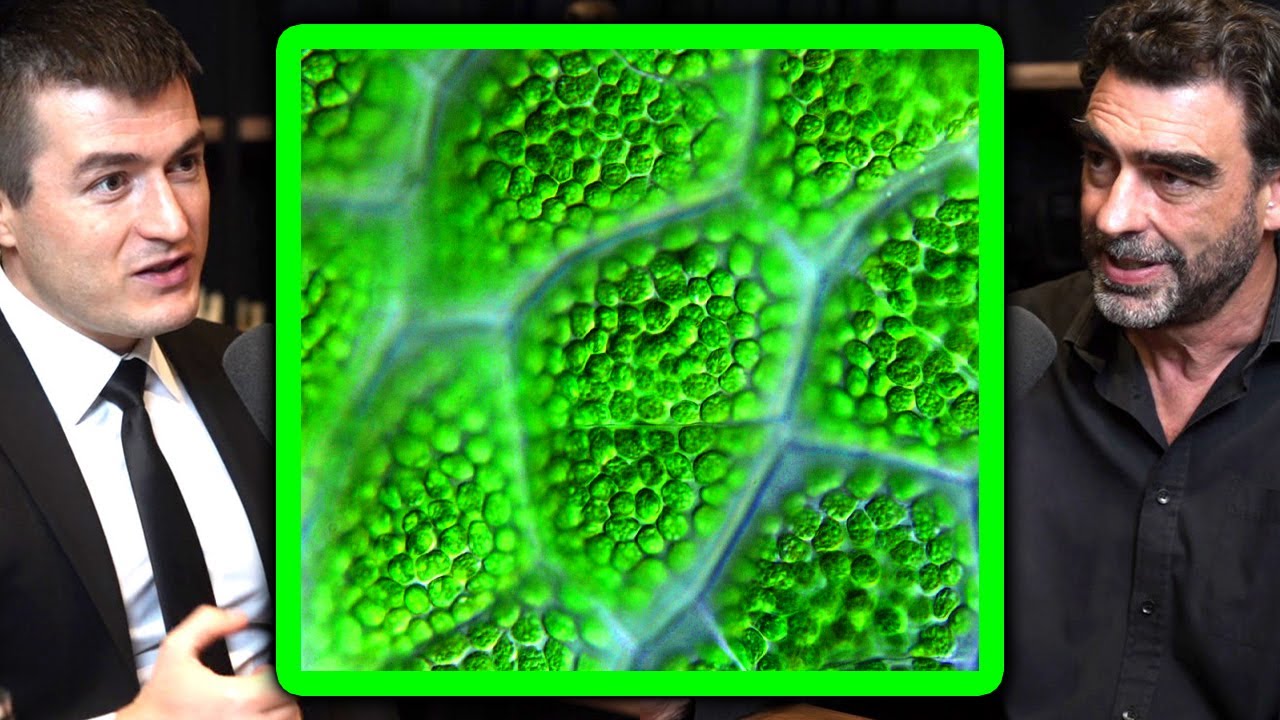 Nick Lane – Photosynthesis Explained – Becoming Borealis