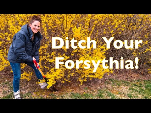 BETTER Shrubs for BIRDS + POLLINATORS! — (Ditch Your Forsythia!)