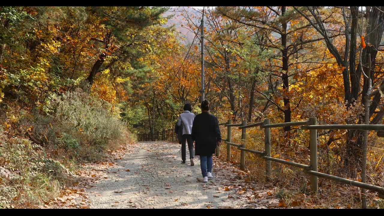 Autumn Forest Path | Living Landscape Wallpaper for TV | Fall Colors