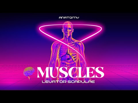 Levator Scapulae