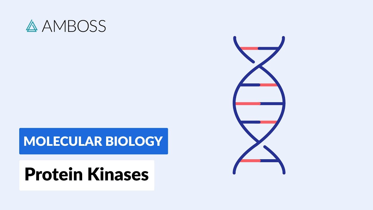 Protein Kinases: Cell Signaling and Phosphorylation