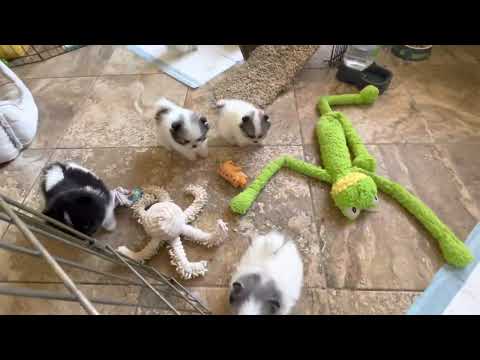 Tiny Pomeranian puppies , California Pomeranian breeders