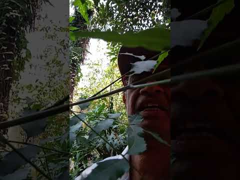 #azadirachta indica neem