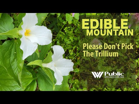 EDIBLE MOUNTAIN Please Don't Pick The Trillium