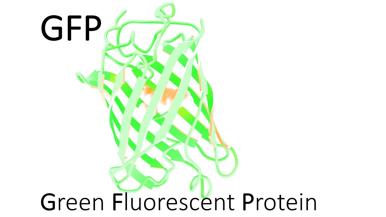 GFP - Green Fluorescent Protein